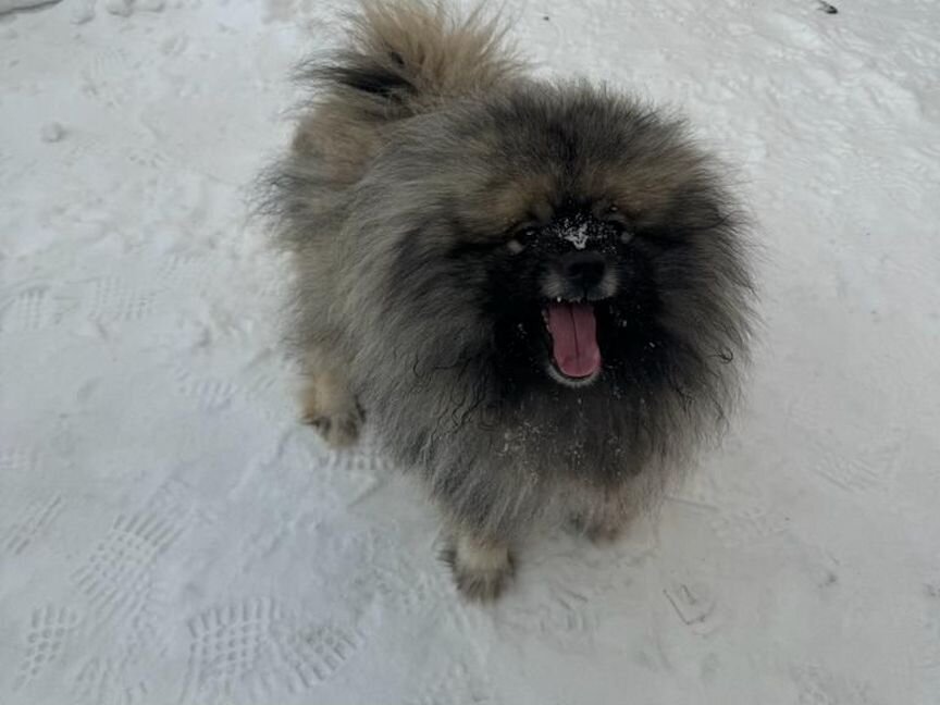 Вульфшпиц в хорошие руки