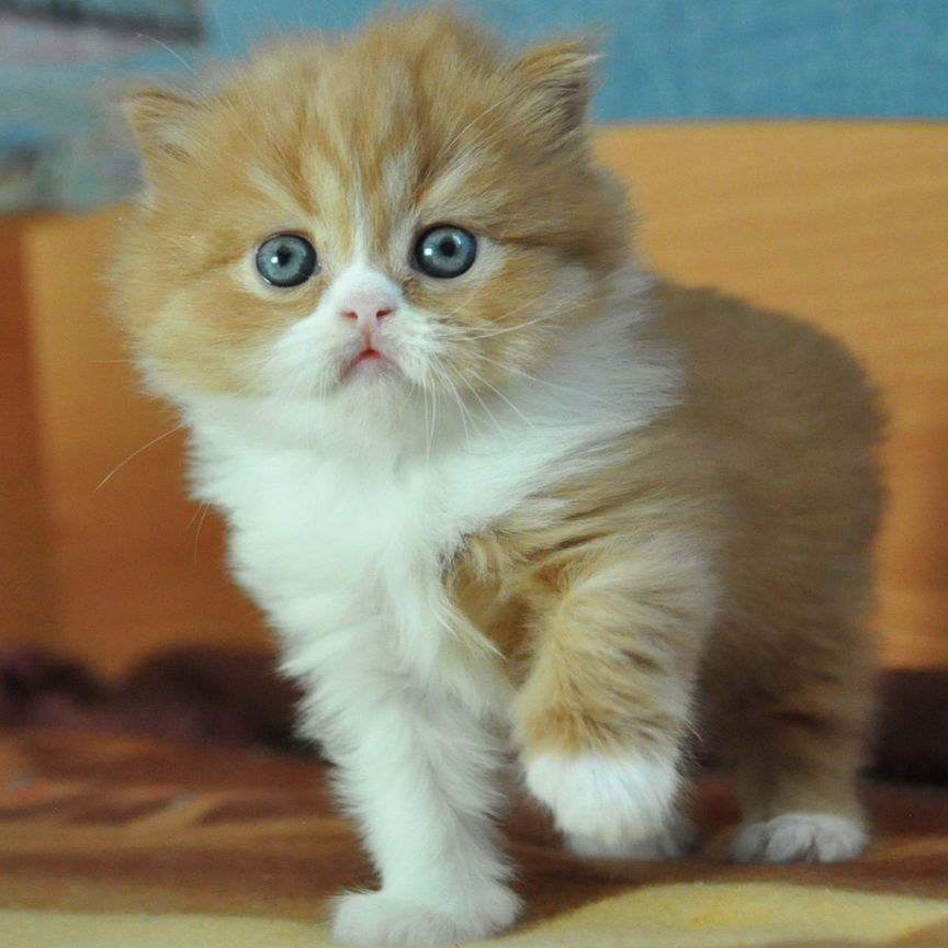 Мальчик хайленд Страйт