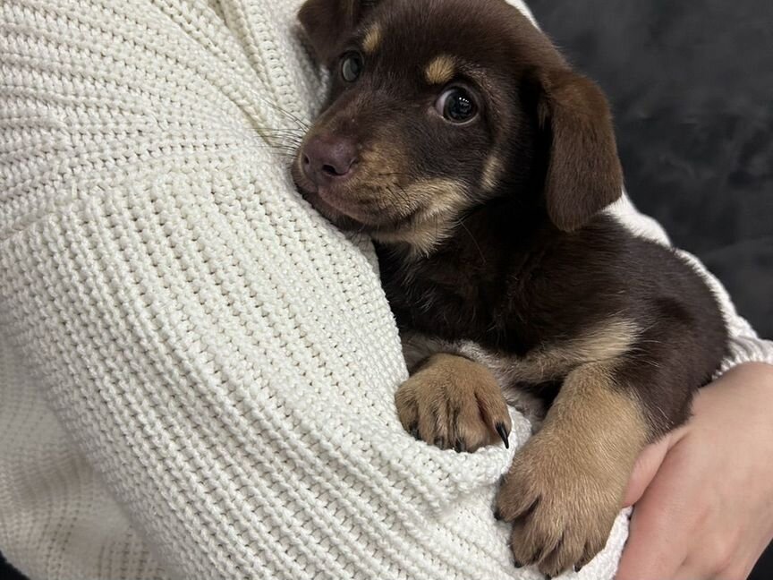 Отдам бесплатно