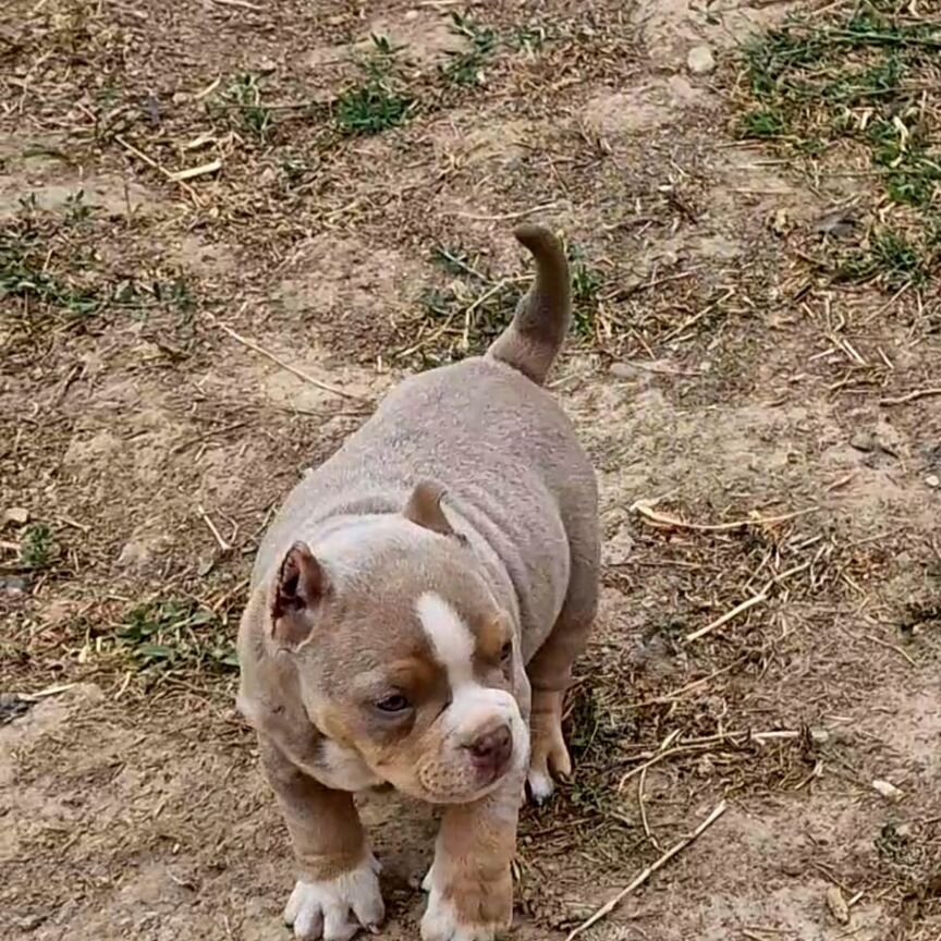 Американский булли