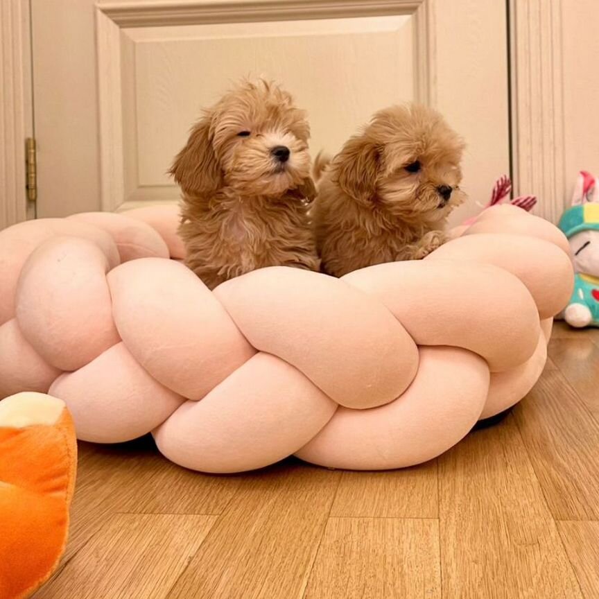 Мальтипу, щенок