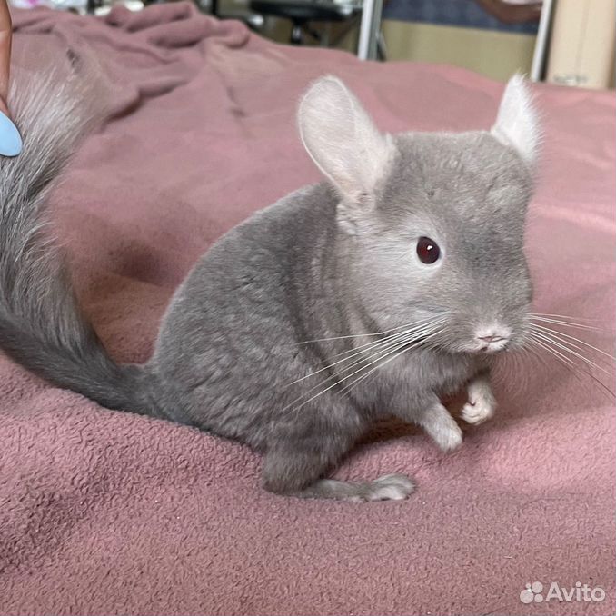 Ручная шиншилла 3 месяца