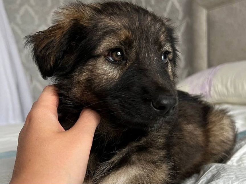 Бетховен ищет дом