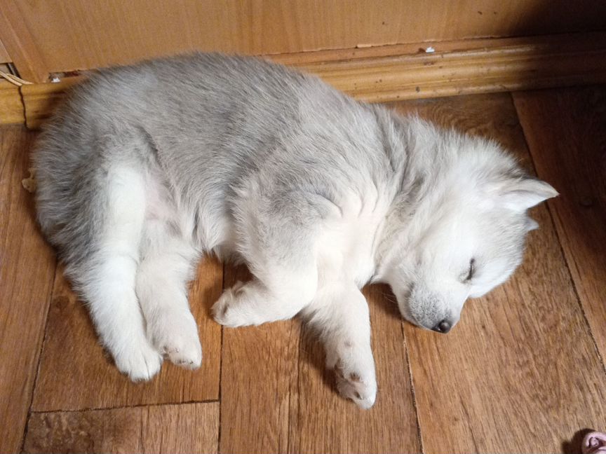 Собака в добрые руки отдам бесплатно