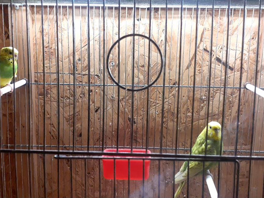 Волнистый попугай