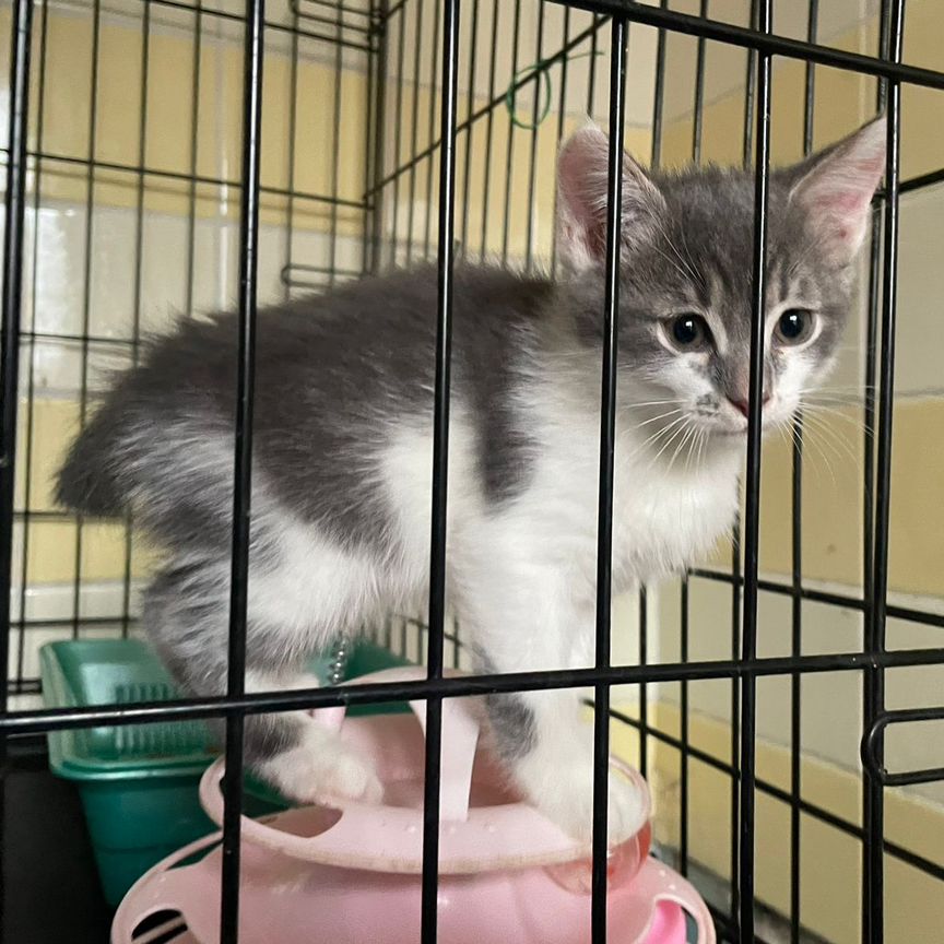 Котёнок мальчик 2 месяцев ищет дом