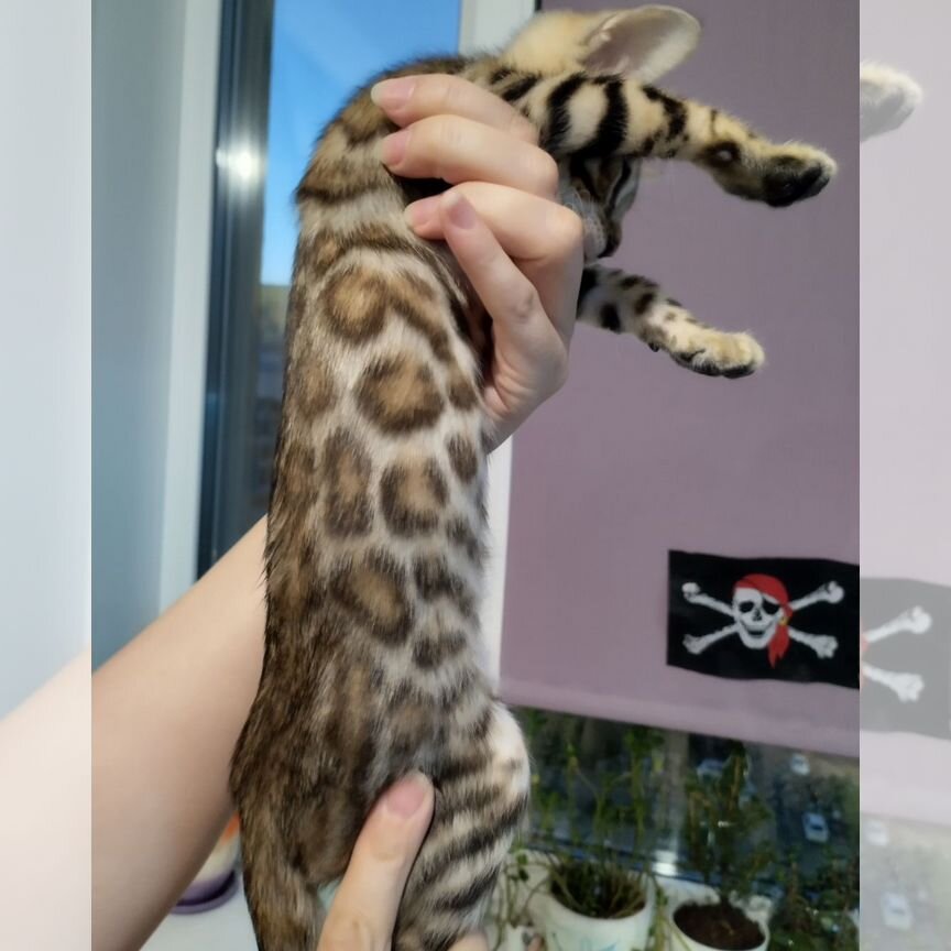 Бенгальские котята с документами