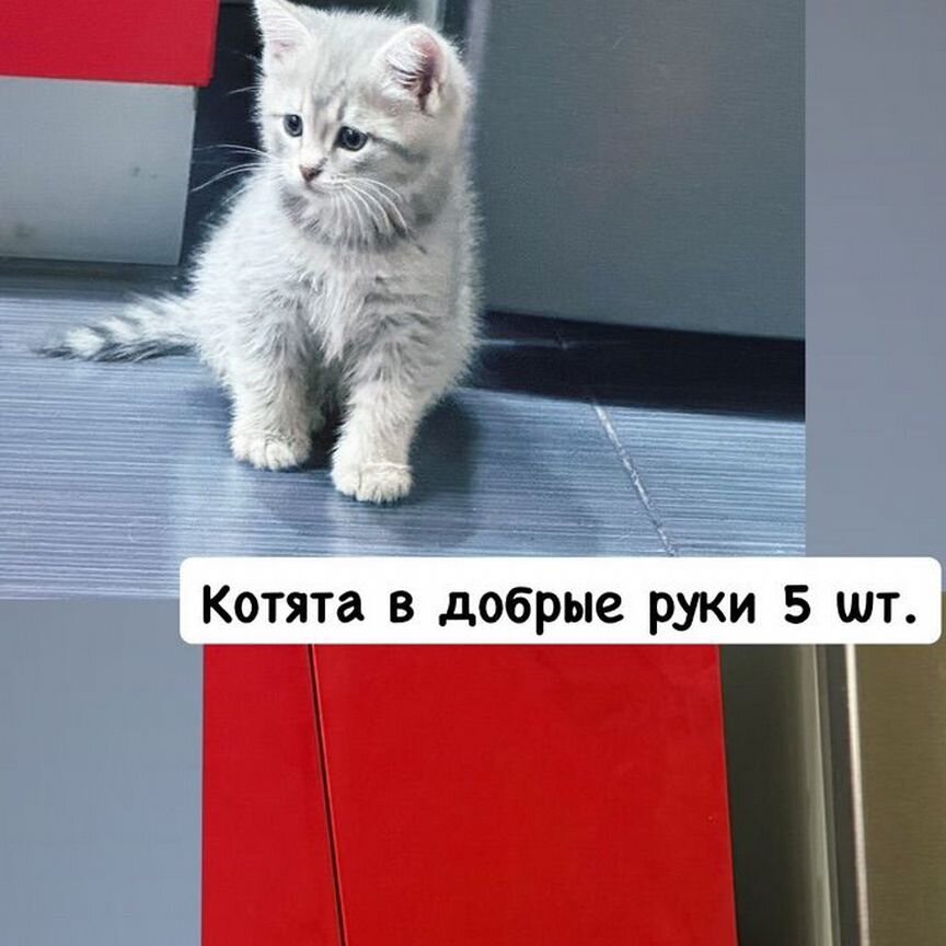 Котята 5 штук
