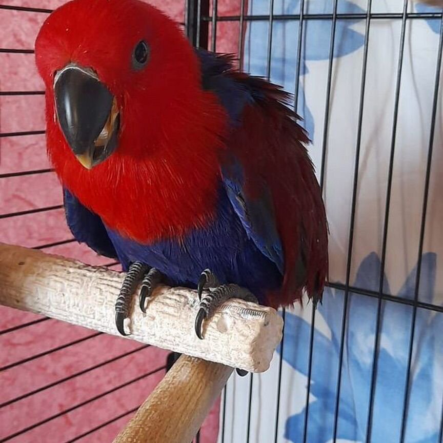 Попугай выкормыш эклектуса