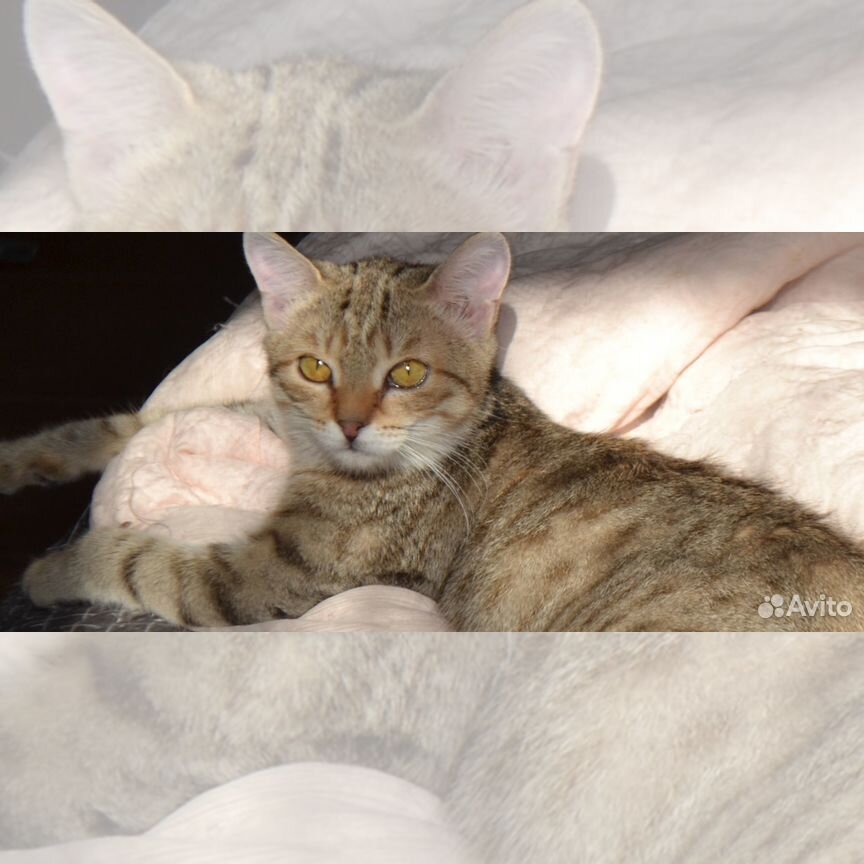 Отдам котенка