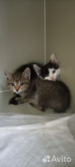 Котята бездомные