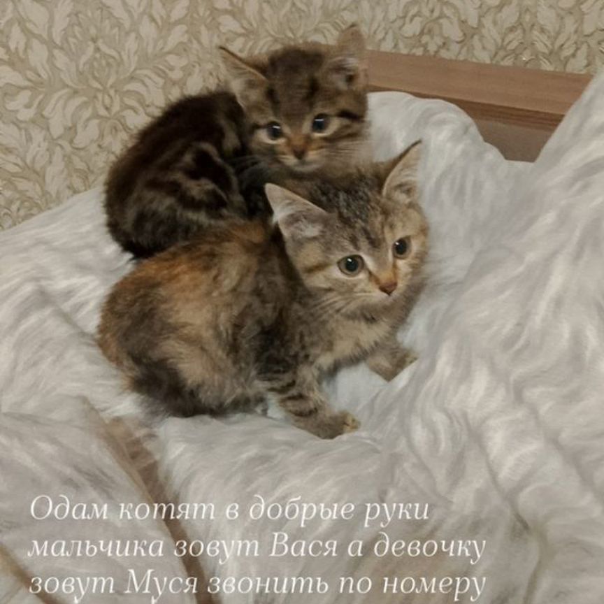 Котята в добрые руки даром