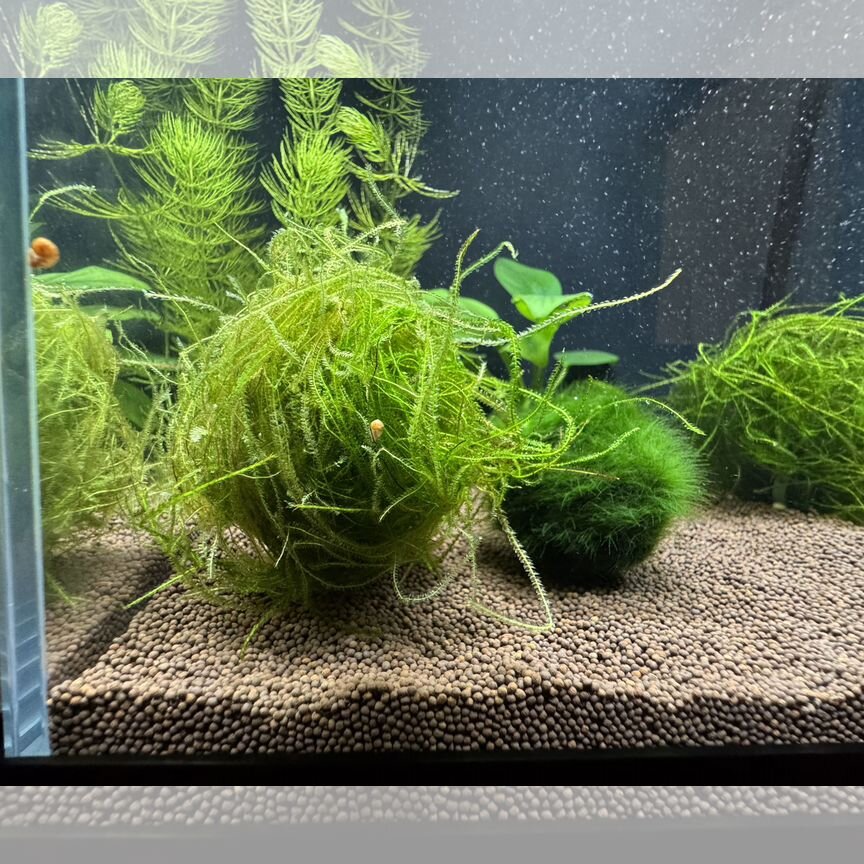 Яванский мох для аквариума