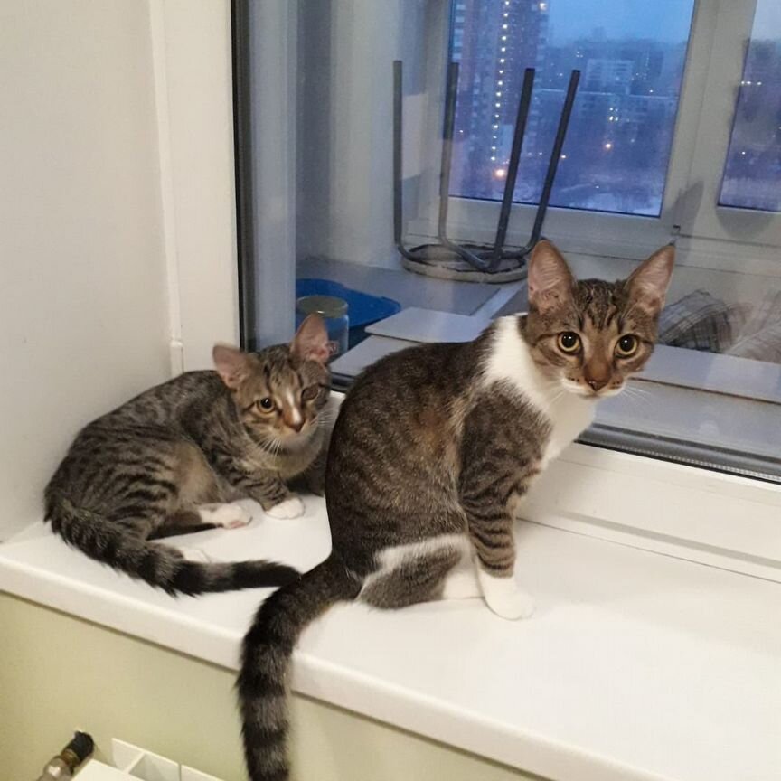 Кузя и Маша в одни руки ласковые им по 6месяцев