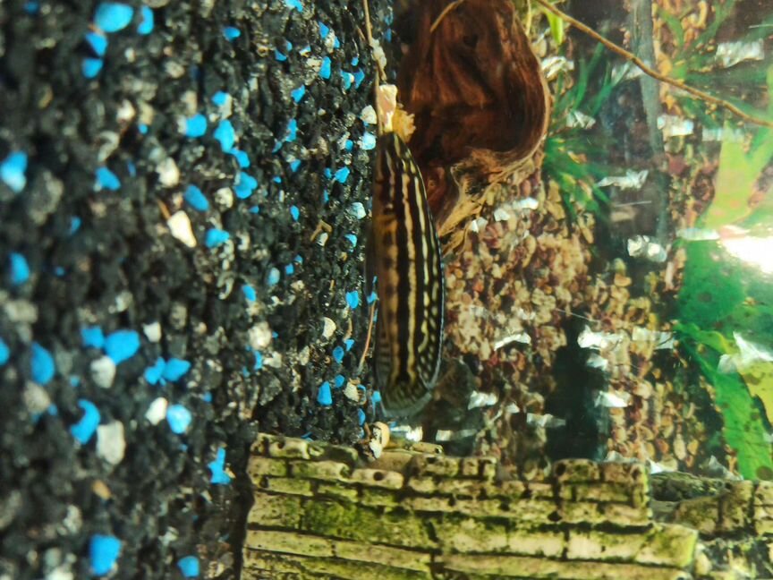 Аквариумные рыбки