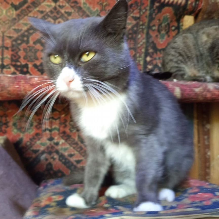 Котик Шарль попал в приют