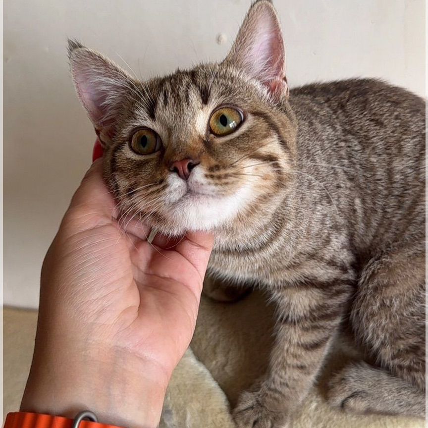 Котику полгода классный