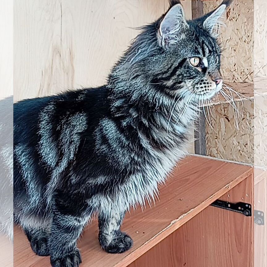 Котёнок Мейн-кун. Мальчик