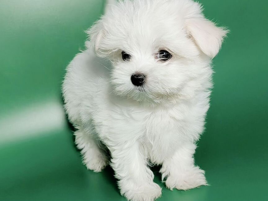 Болоночки с кукольными мордочками