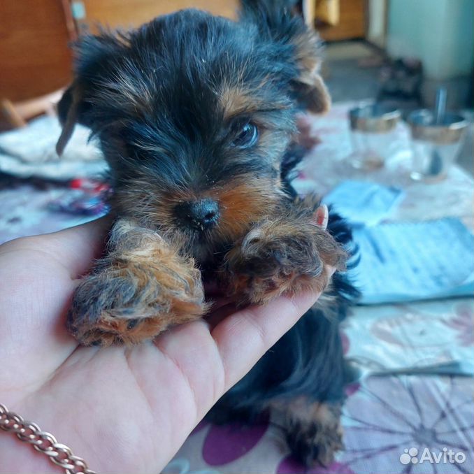 Щенок йорка мальчик