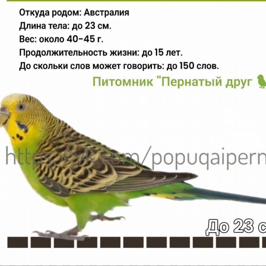 Птенцы волнистый попугай, огромный выбор