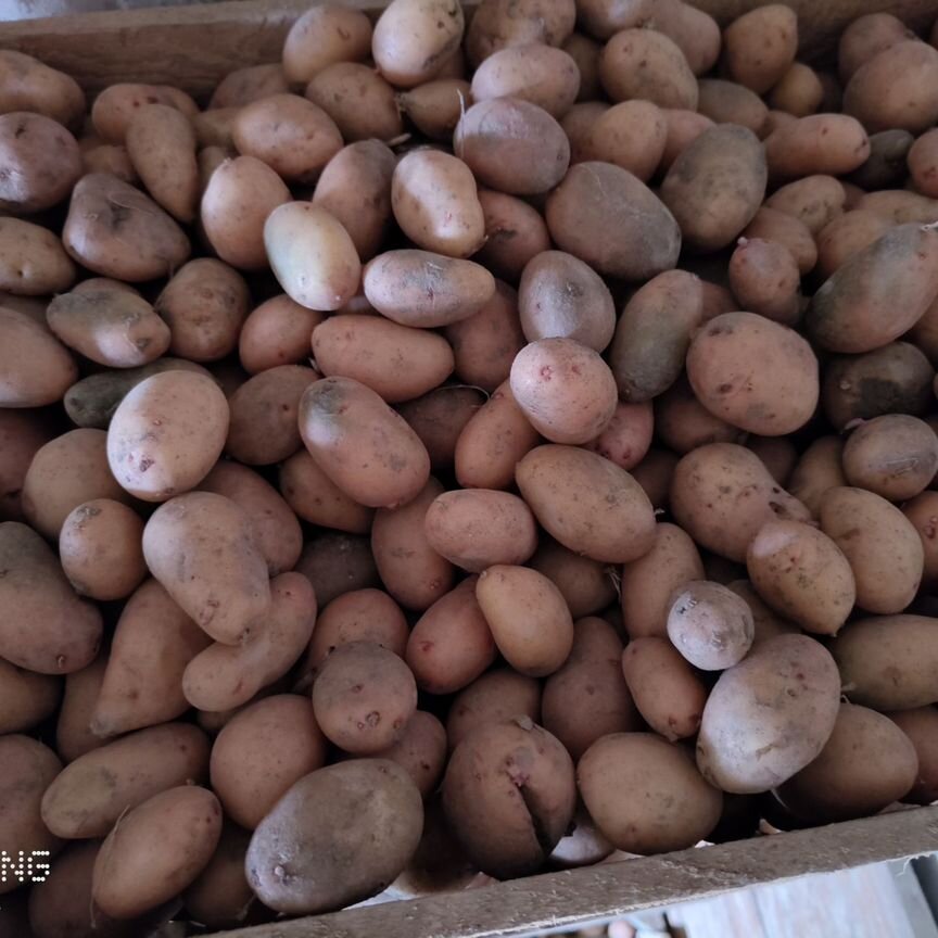 Сено в тюках