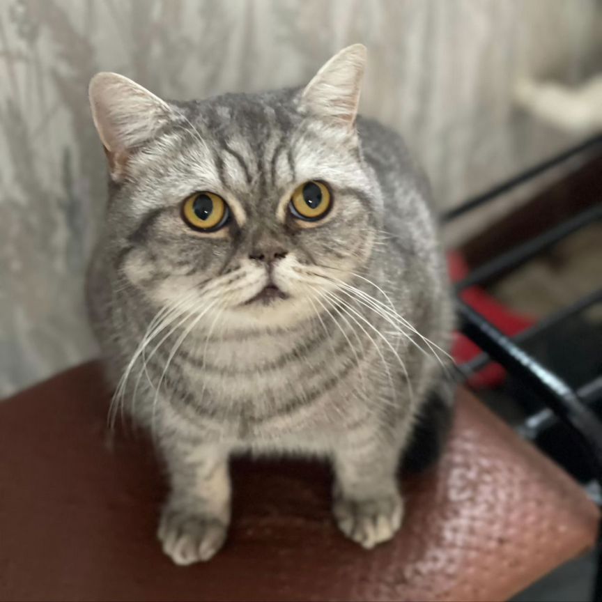 Шотландская кошечка в добрые руки