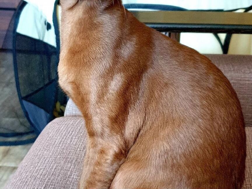 Ориентальная кошка циннамон