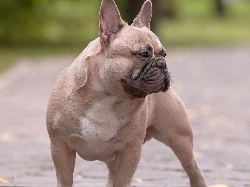 Французский бульдог вязка. Щенки в продаже