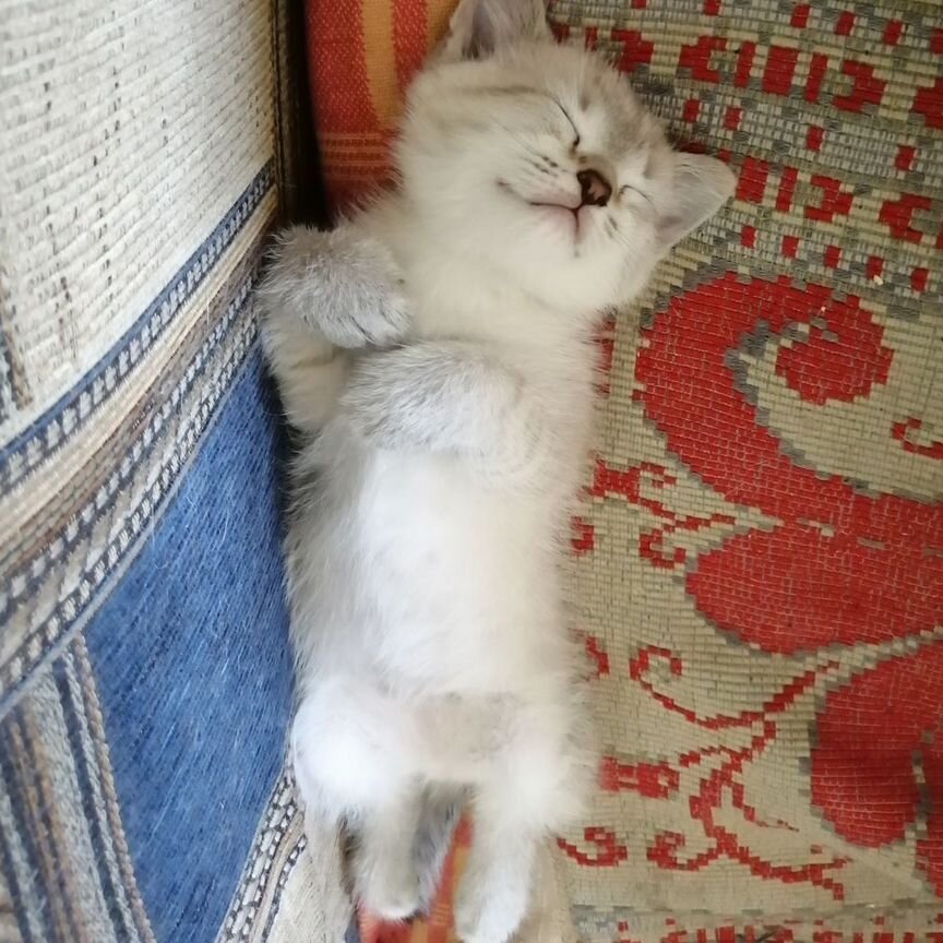 Котенок в добрые руки