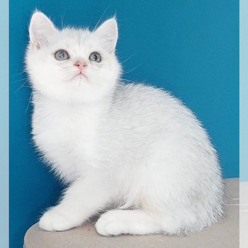 Котики британские шиншиллы