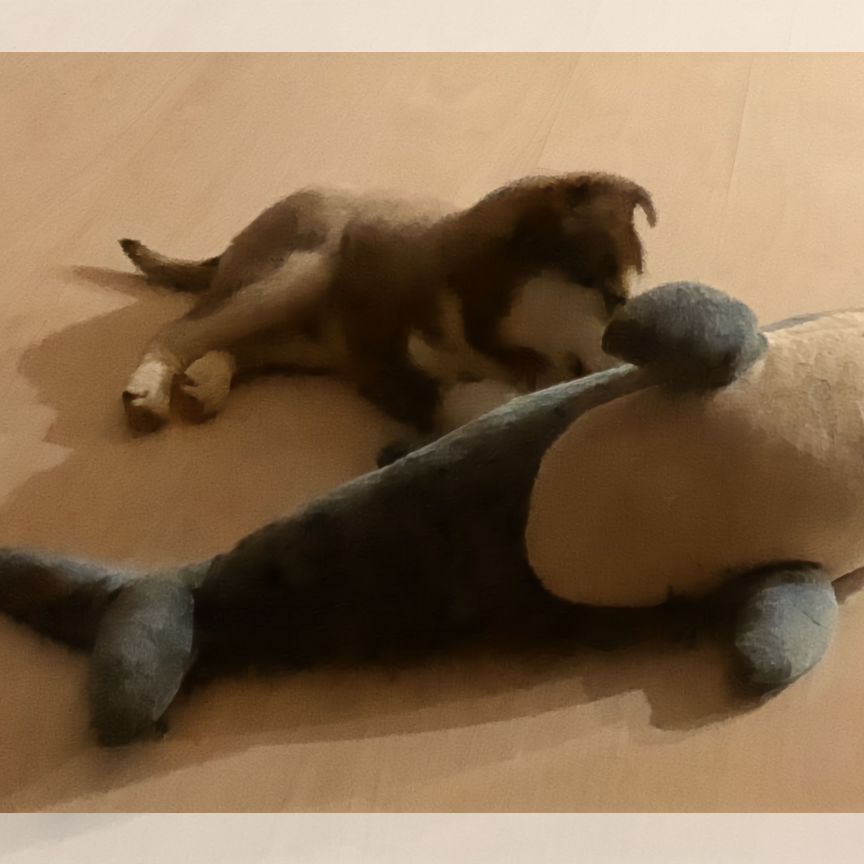 Щенок в добрые руки