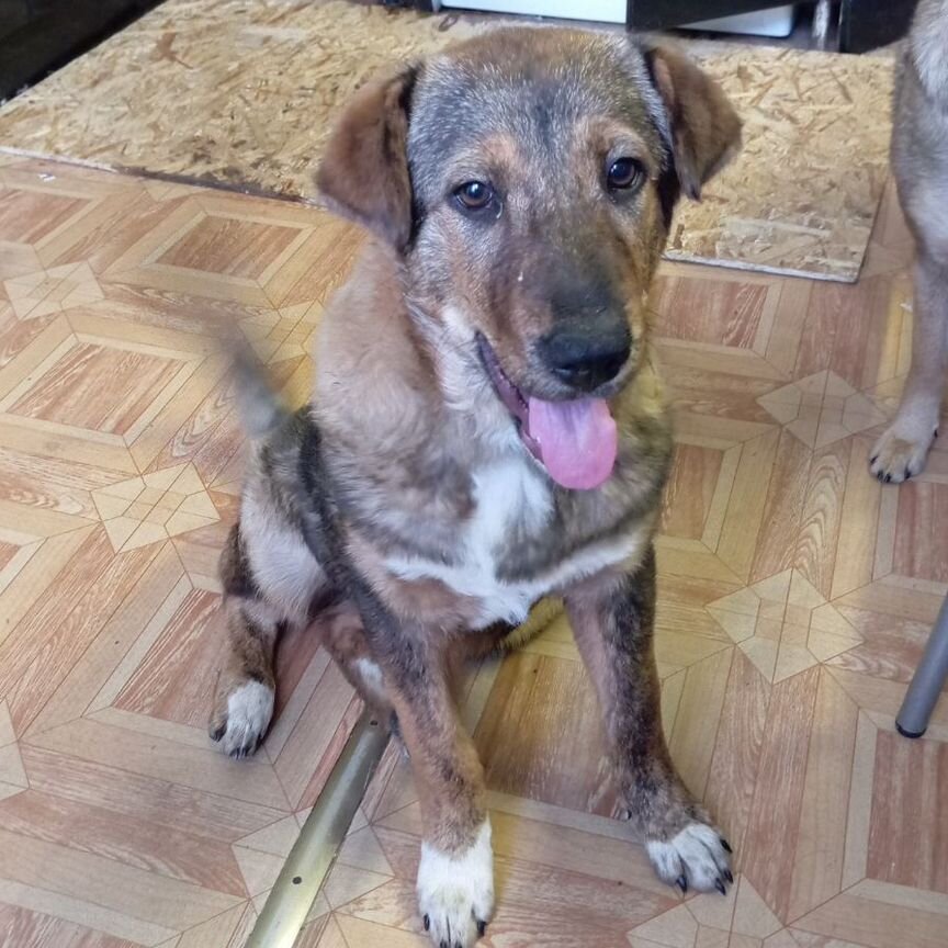 Ищем дом для Чернушки