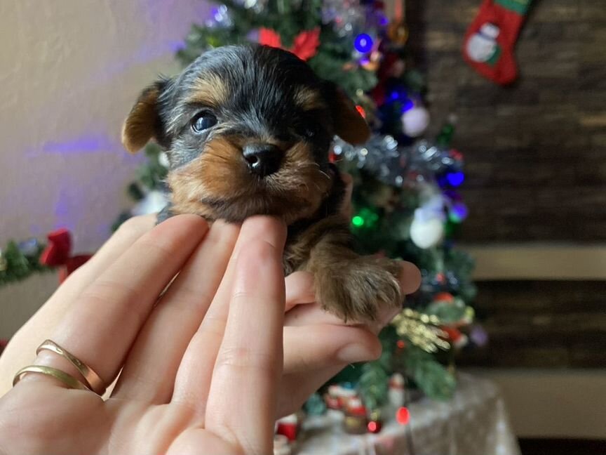 Йоркширский терьер щенки