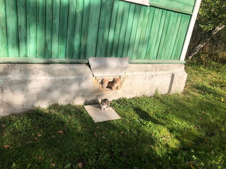 Три милых трехмесячных котенка ждут хозяев