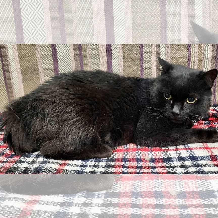 Британский короткошёрстный, взрослый кот