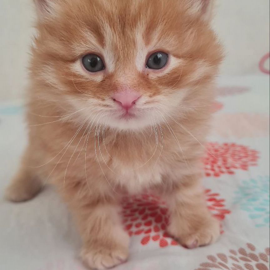 Котята бобтейл