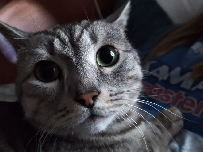 Кот длел