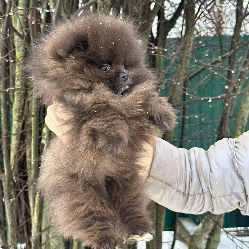Супер мини померанский шпиц
