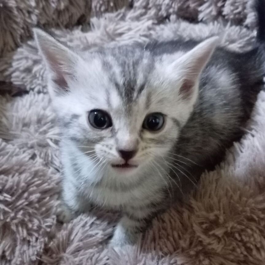 Скоттиш страйт котята