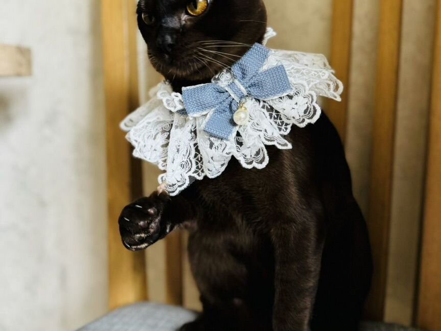 Бурманский кот на вязку