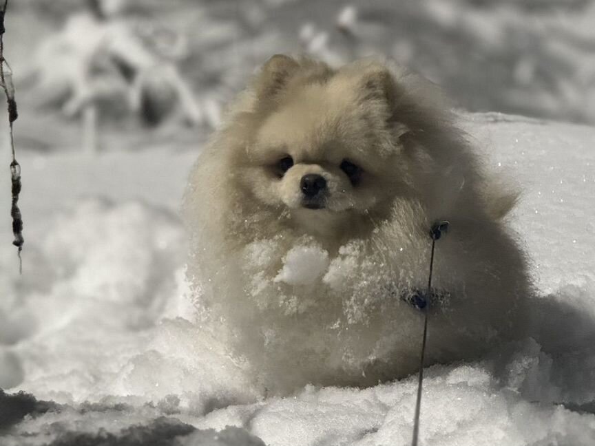 Померанский шпиц мини окрас крем