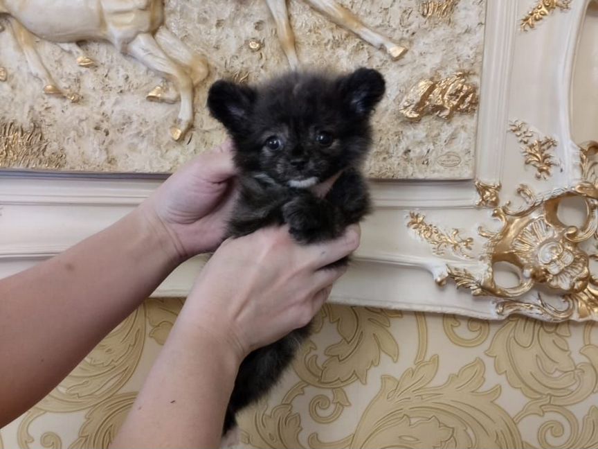 Чихорка (мини мальчик)