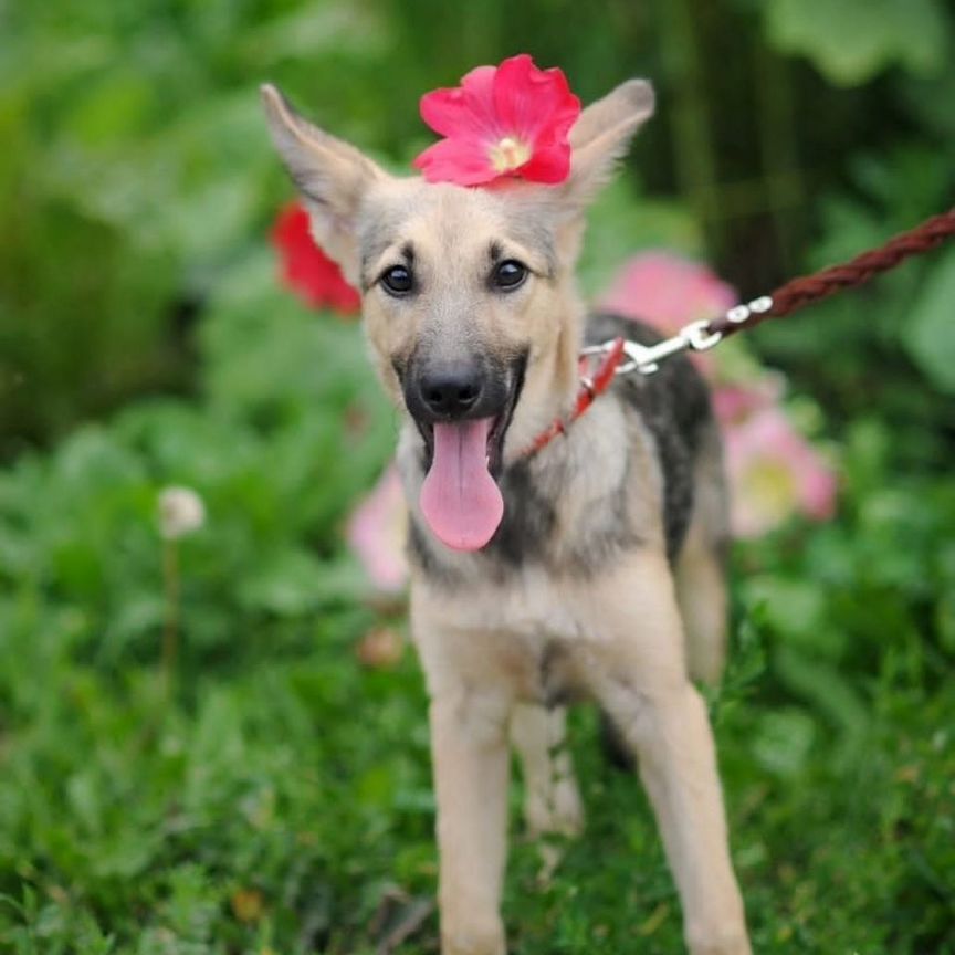 Добрейшая мелкая собачка в добрые руки