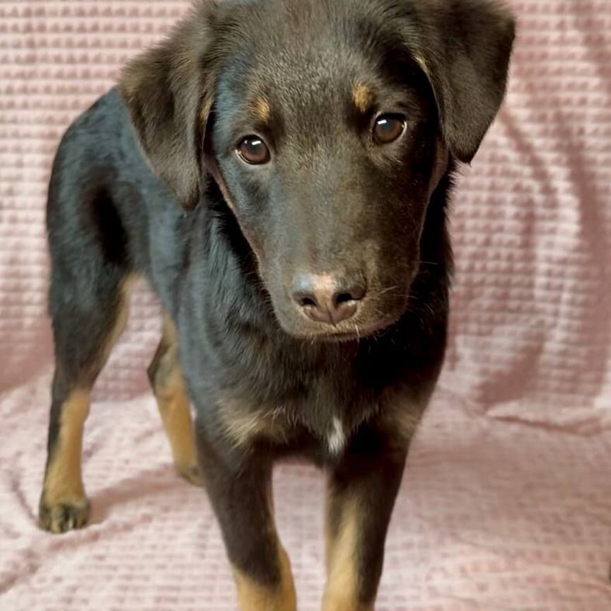 Щенок мальчик в добрые руки бесплатно