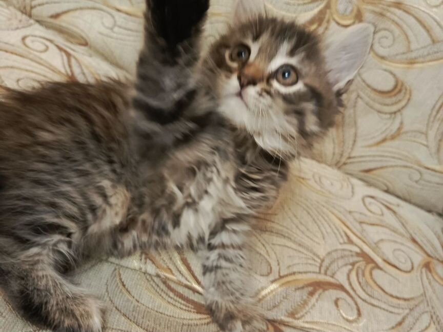 Отдам в хорошие руки бесплатно