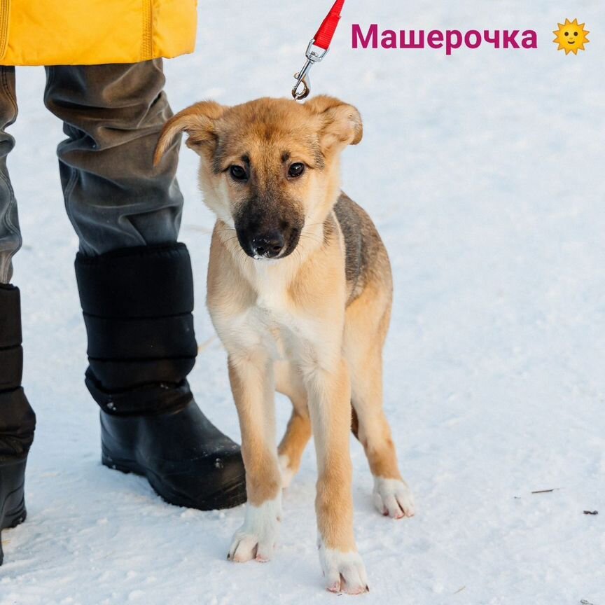 Подопечная приюта