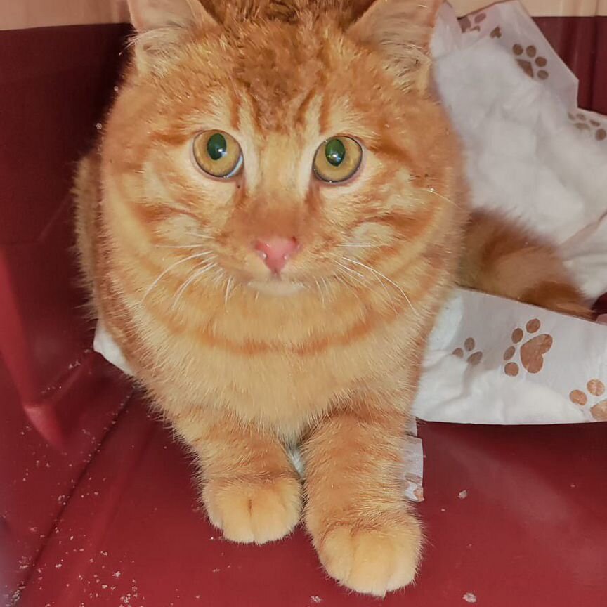Отдам рыжего котенка