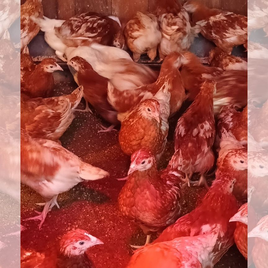 Куры молодки несушки ломаны