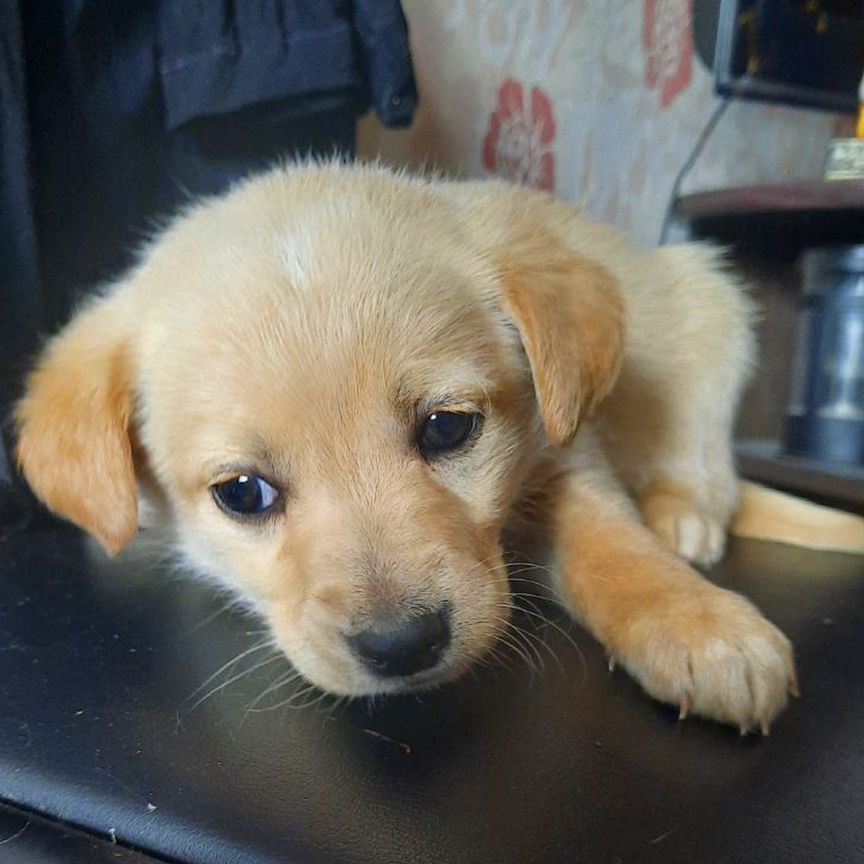 Щенок в добрые руки